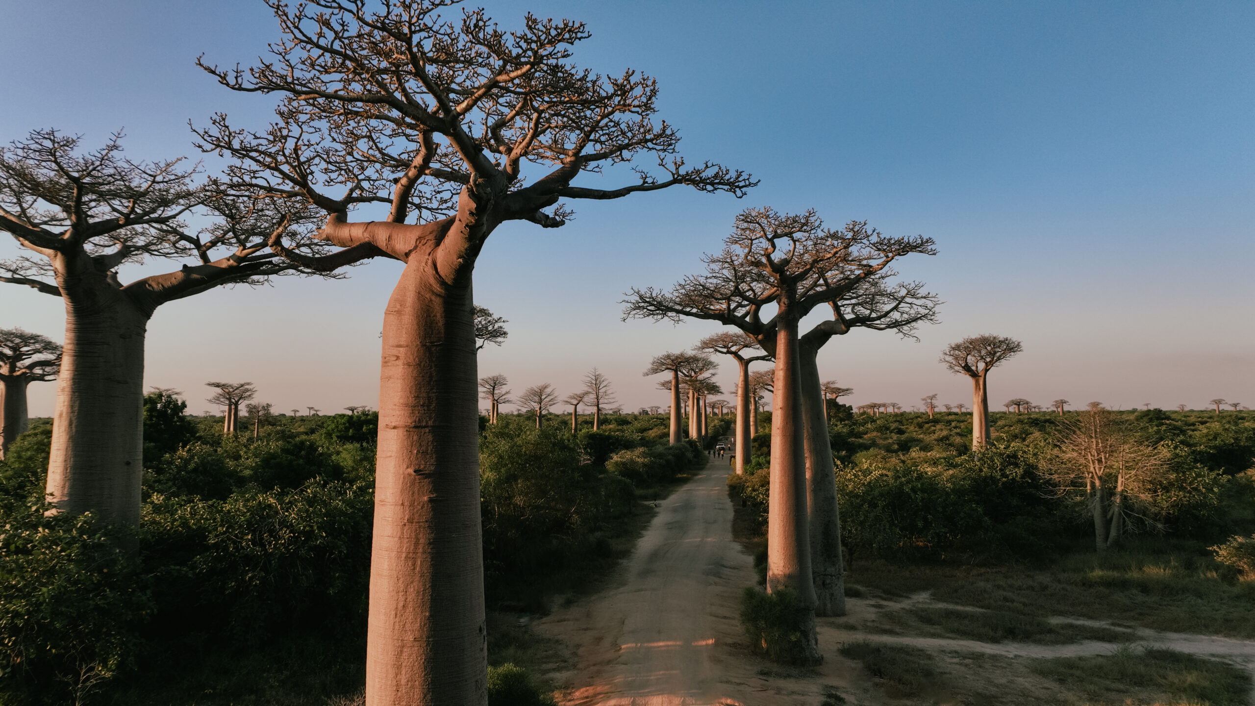 Madagascar Insurance - Cura Insurance | Get Advice